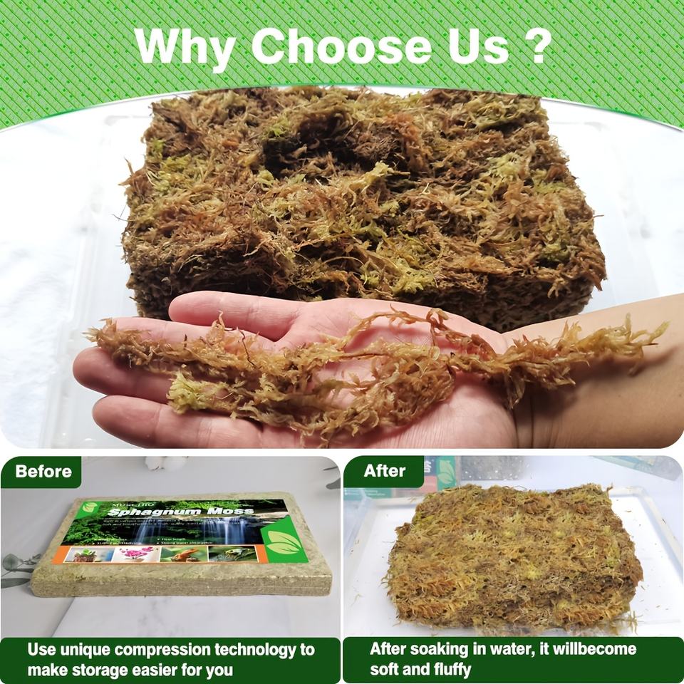 Premium 100% Sphagnum Moss 90QT/1.5kg Dried Peat No Harmful Chemicals ...
