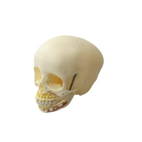 Infant Human Skull with Mandible Vessels and Human Infant Skull ...