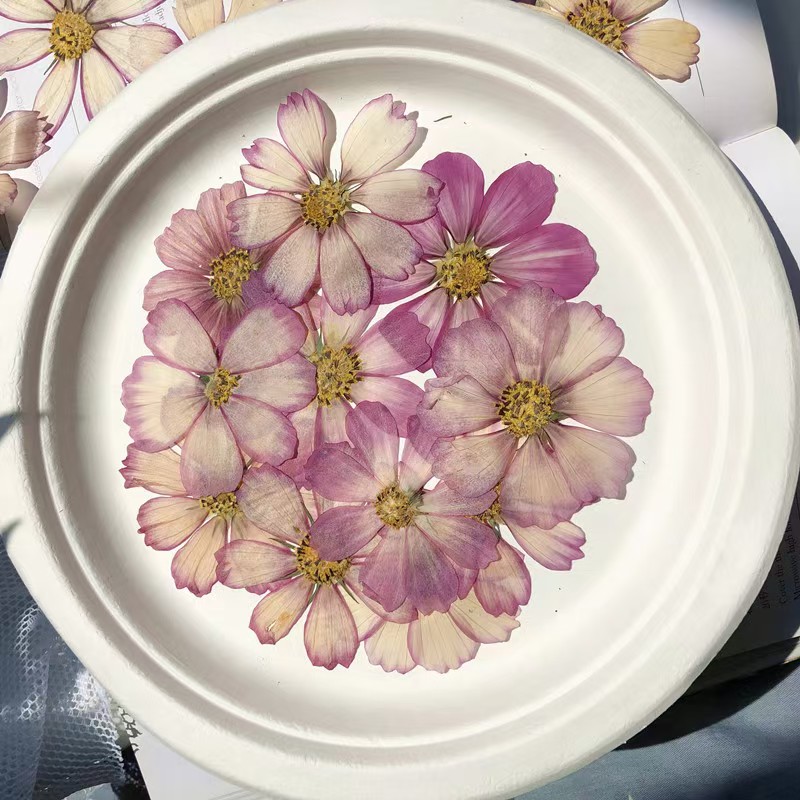 How to Choose the Best Daisy Flowers Dried Pressed for Crafts and Decor