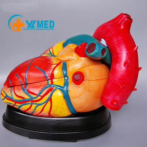 Wholesale Plastic Heart Model For Usage In Medical Practices - Alibaba.com