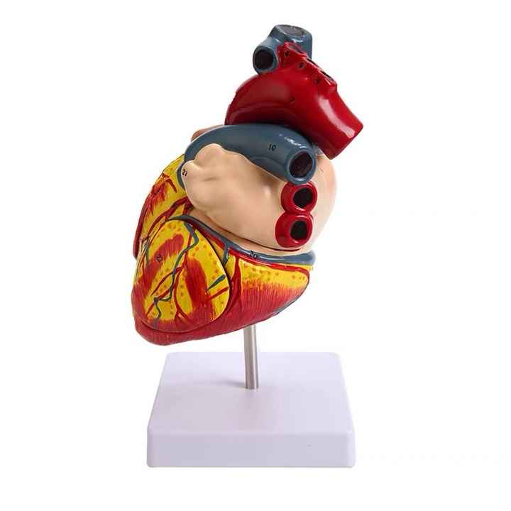 Detachable PVC Heart Anatomy Model Human Standard for Medical Science ...