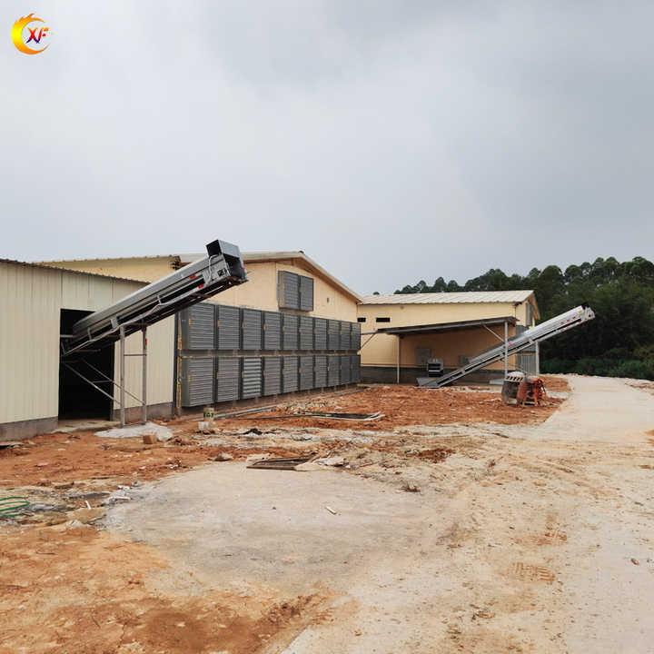 Efficient Chicken Manure Removal System for Farms