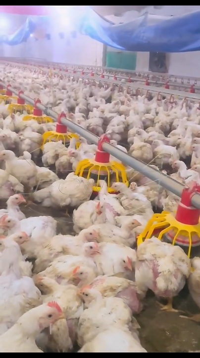 Modern High Quality Full Automatic Broiler Chicken Farm Equipment