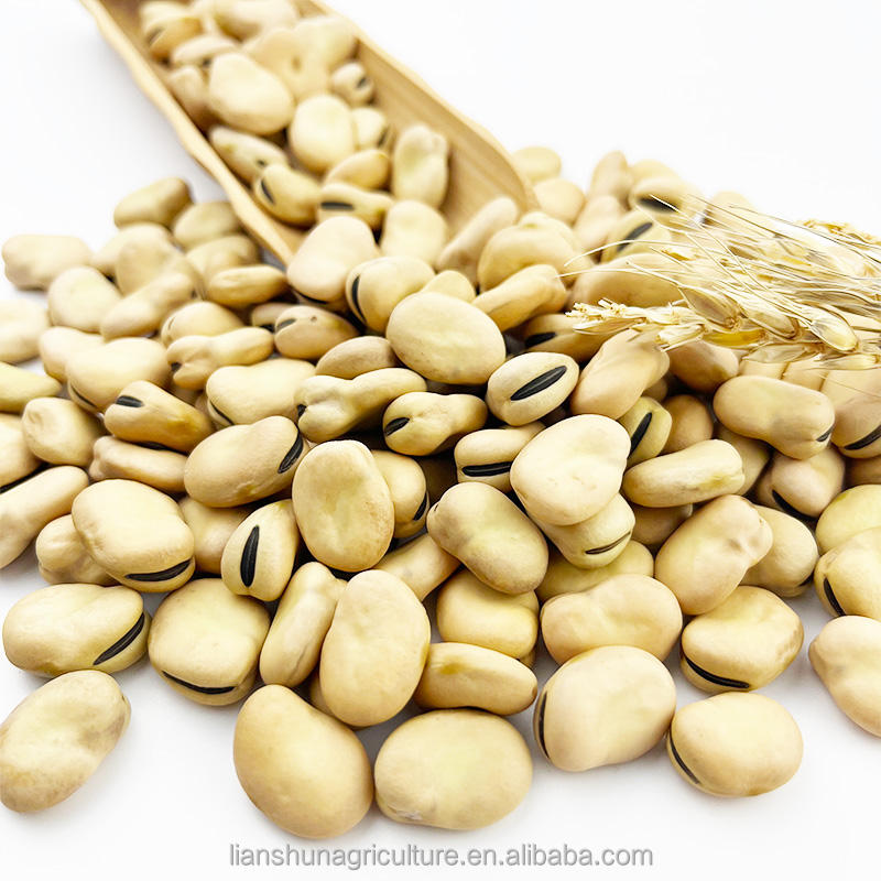 卸売 大粒乾燥そら豆（ファバ豆）| Alibaba.com