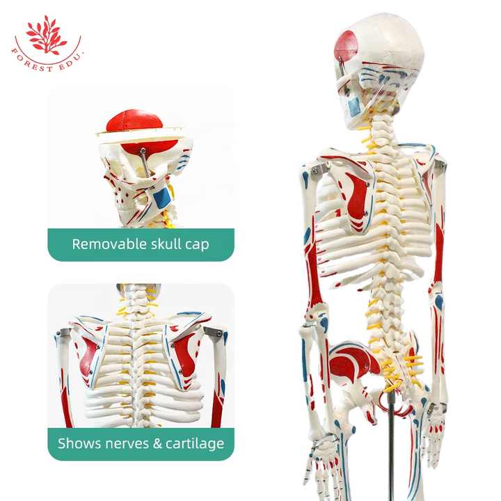 Medical Science Human Skeleton Model FRT008 for Study