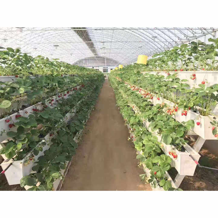 Hydroponic Gutter Grow System for High Yield Strawberries