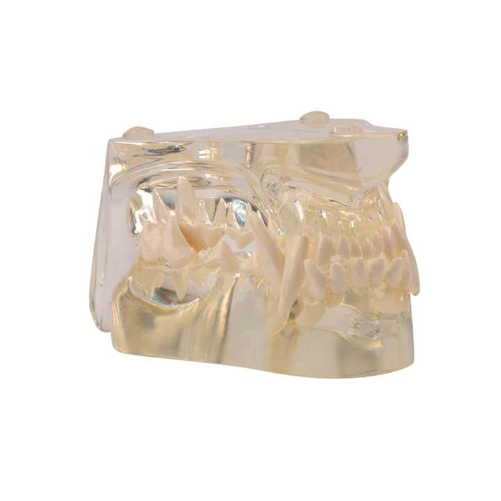 Dog Dentition Model - Clear Canine Dental Anatomy