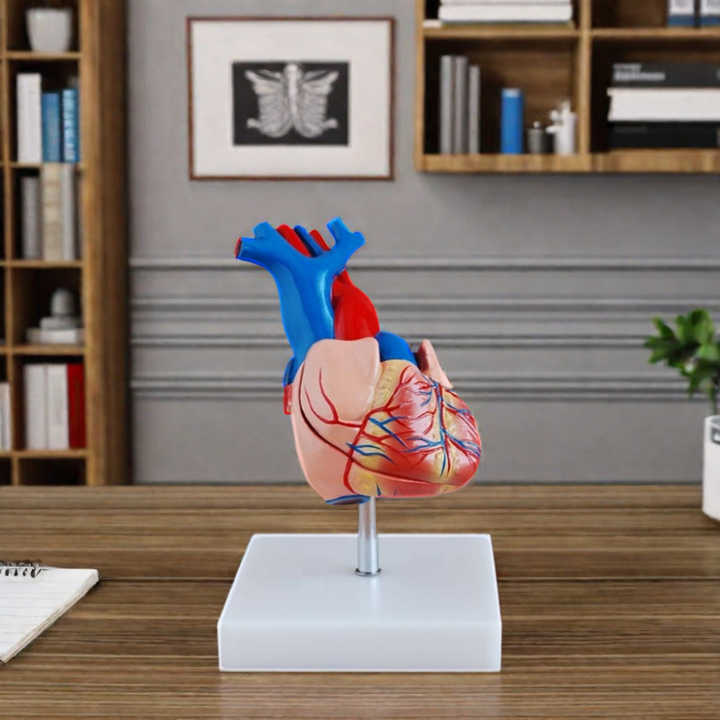 DARHMMY Life-Size Heart Model - Ideal for Medical Science Teaching