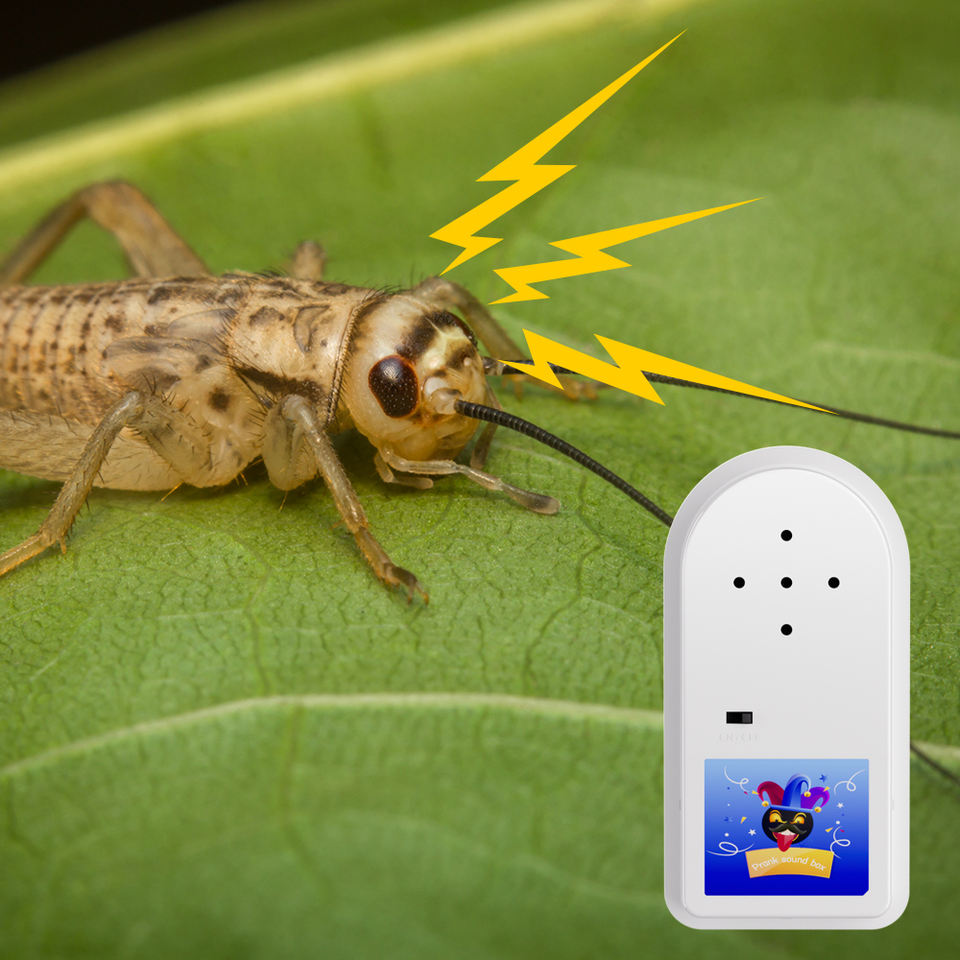 Funny Cricket Noise Maker Prank Toy Hidden Annoying Chirp Sound Made of ...