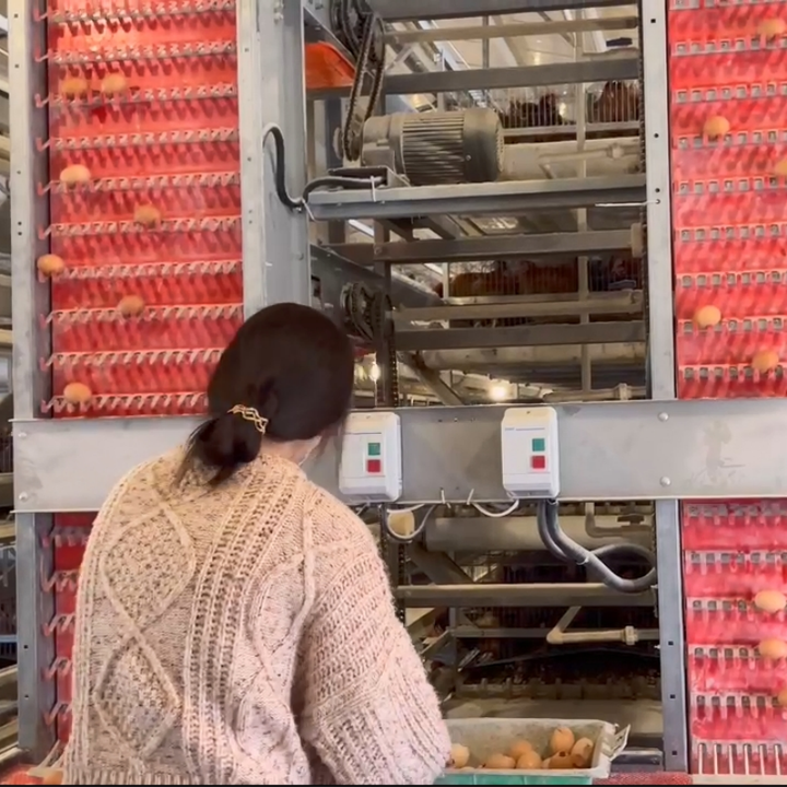 Poultry Automatic Farm Equipment Egg Collection System 4000 Eggs Fully ...