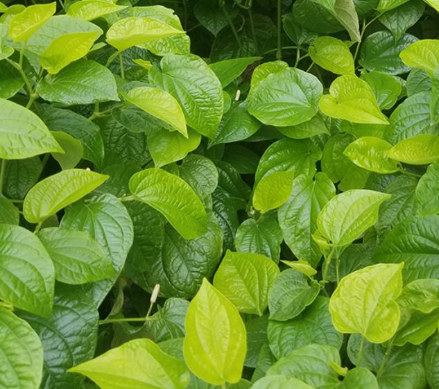 How to Choose the Best Dried Betel Leaf: A Complete Buyer's Guide