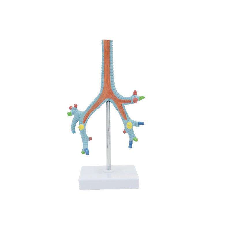 Human Trachea & Bronchi Anatomical Model - Life - Size Medical Teaching ...