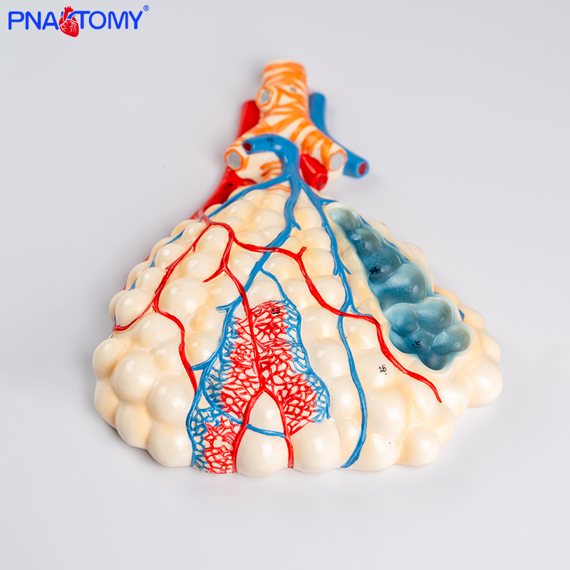 Human Respiratory System Relief Model Plastic Nose Mouth Pharynx Lungs ...
