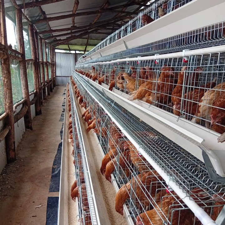 High Quality Hand-cranked Manure Clearance System h Type Chicken Cage ...
