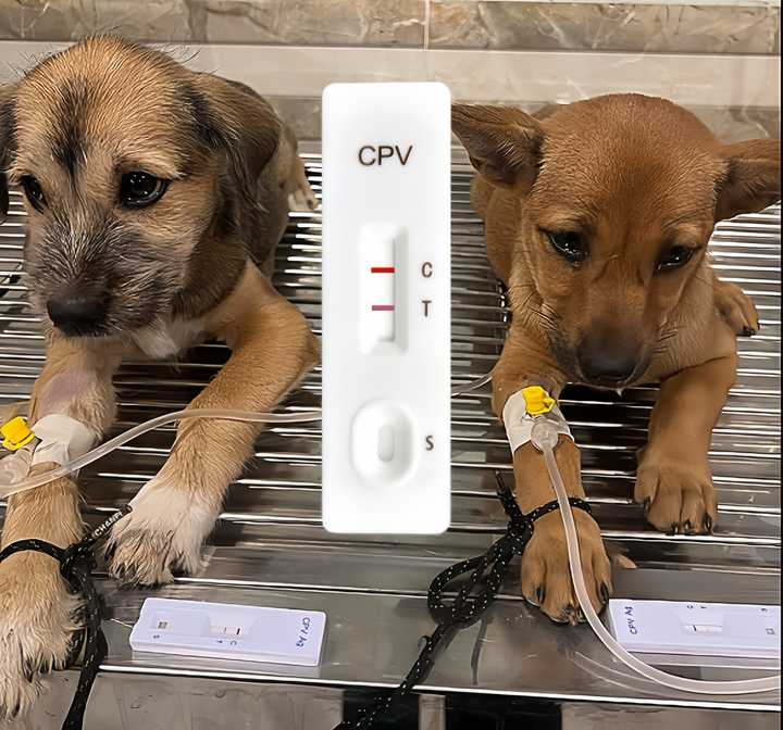 Veterinaria CPV CDV EHR Test De Parvo Erlichia Distemper Parvovirus ...
