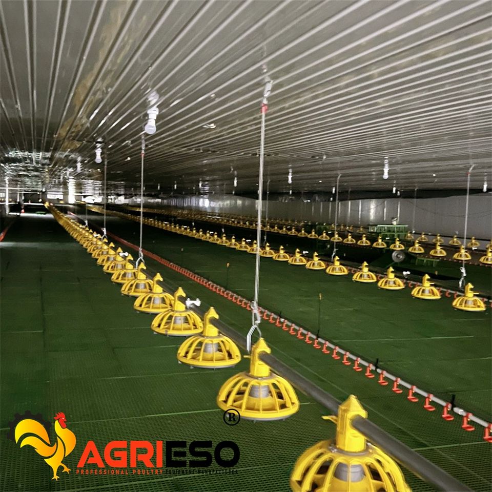 Agrieso Complete Poultry Farming Feed Line Equipment Automatic Chicken ...