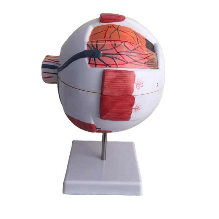 6 Times Magnified Eyeball Model - High-Quality Teaching Resource