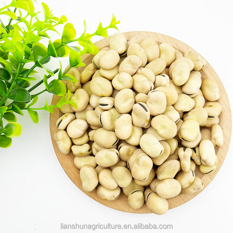 卸売 大粒乾燥そら豆（ファバ豆）| Alibaba.com