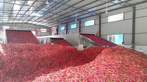 Pepper Washing Sorting Drying Grinding Processing Line