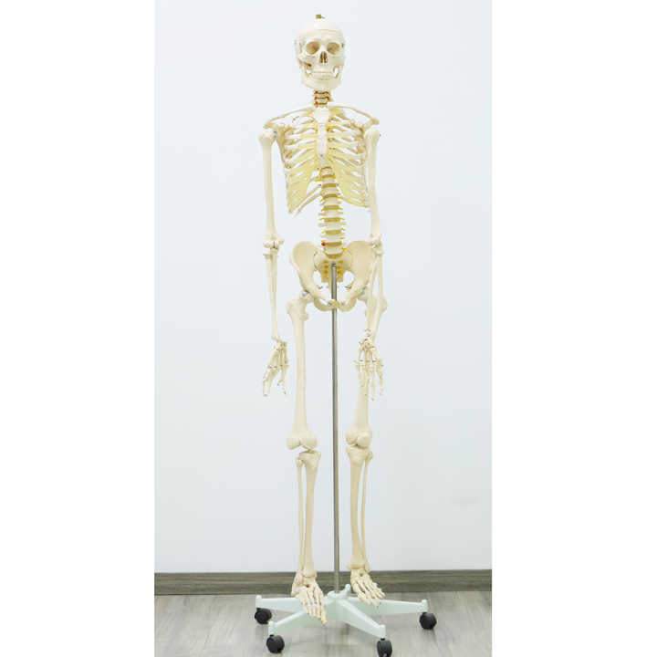 Educational Science Models Life-size Skeleton 180cm Tall| Alibaba.com