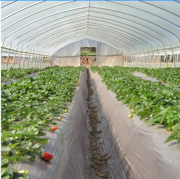 150 Mic Farming Polyethylene Sheeting UV Anti Plastic Greenhouses Film ...