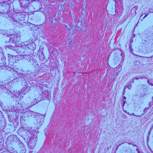 Epithelium Histology Slides - High Quality Lab Supplies