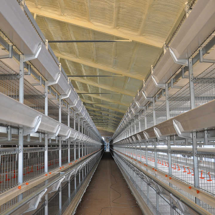 New Smart Chicken Outfeed System | Modern Broiler Cage Solution with ...