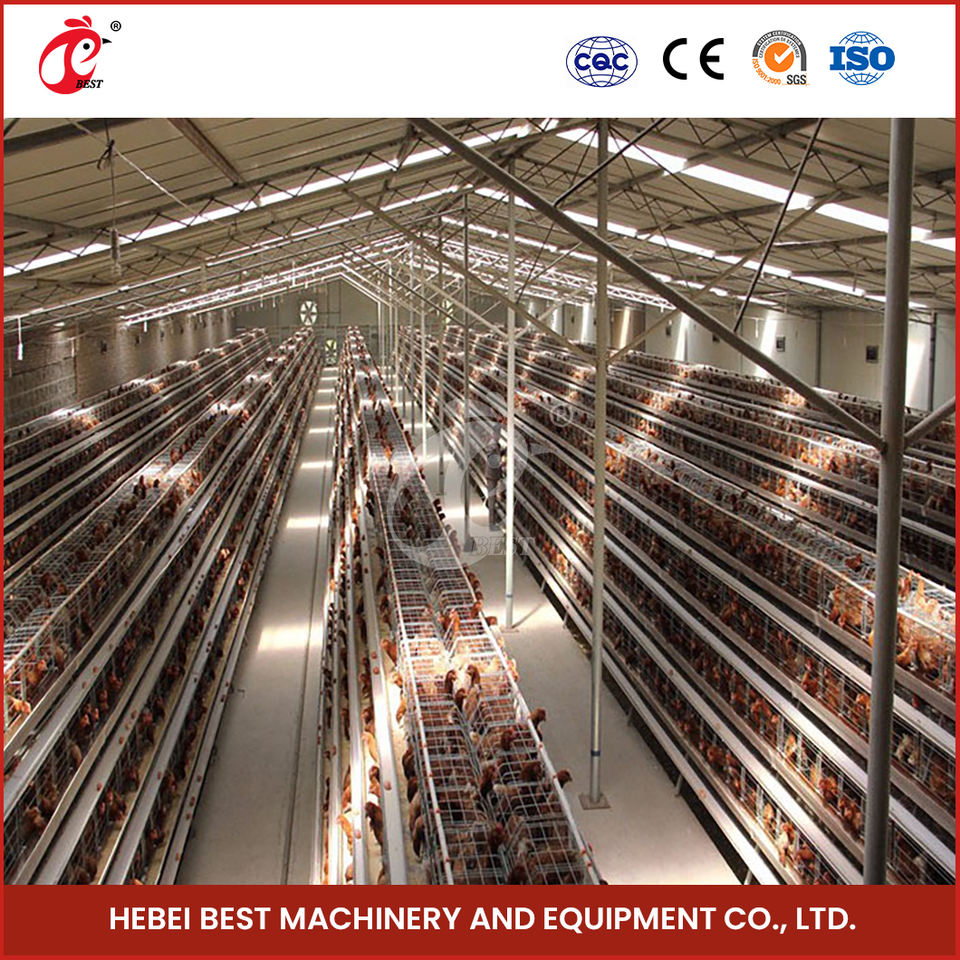 Drawing Design Poultry Farm Layer Chicken Battery Cages for 5000 Layers ...