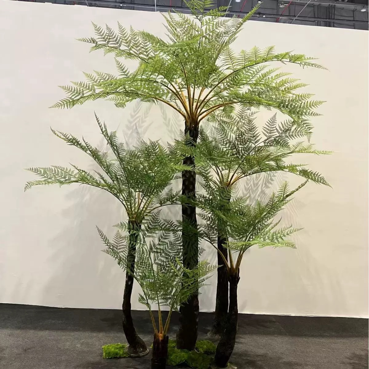 How to Choose the Best Extra Large Fern for Your Space