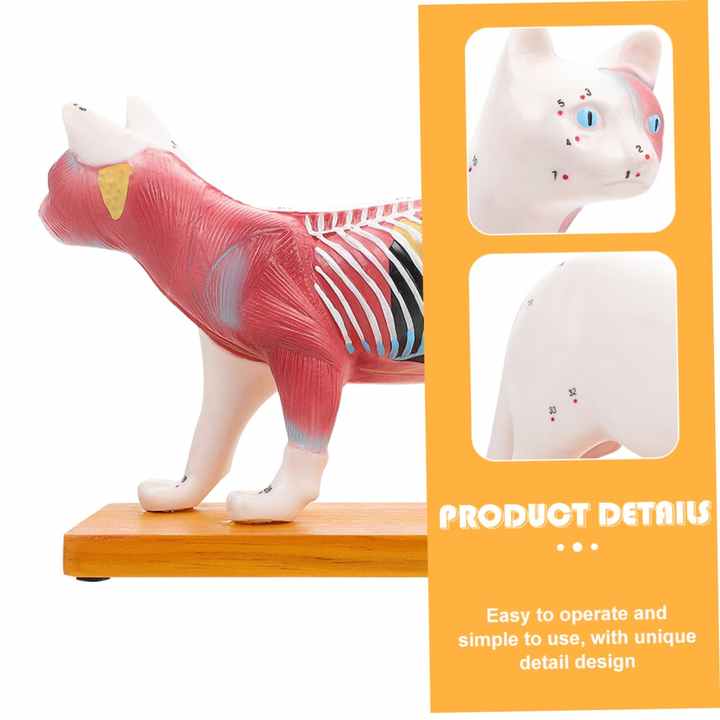 KyrenMed Cat Acupuncture Model Cat Anatomy Model Animal Pressure Points ...