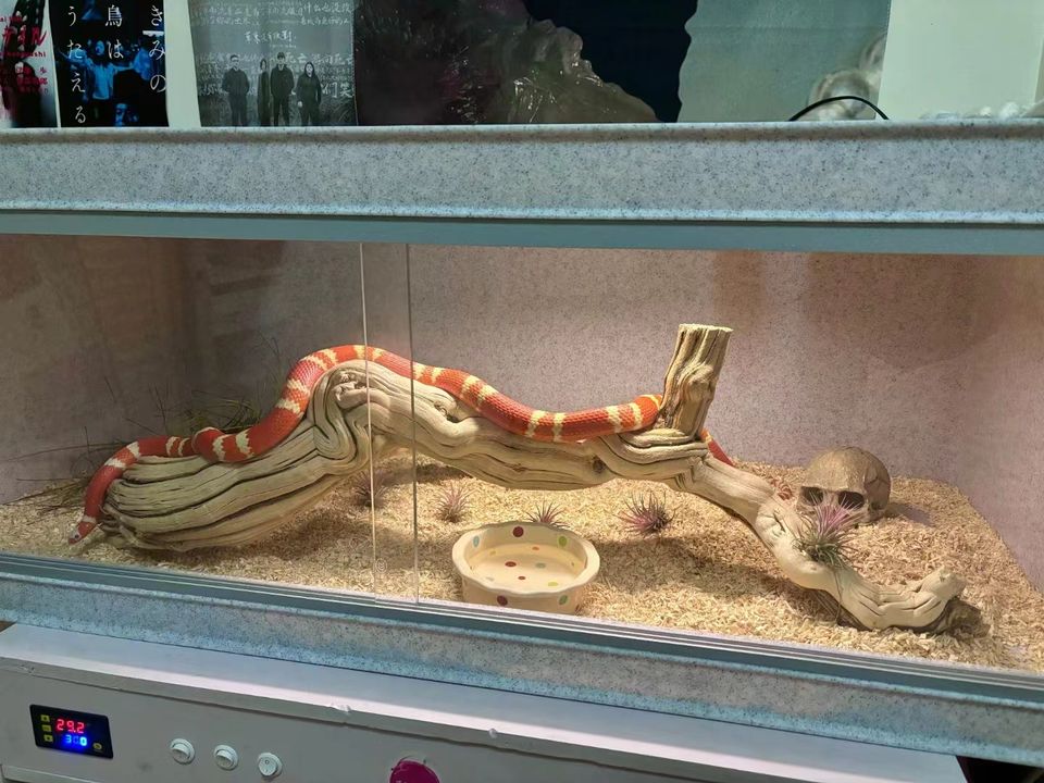 Fashion PVC Reptile Enclosure Display Pvc Reptile Enclosure Pvc for ...