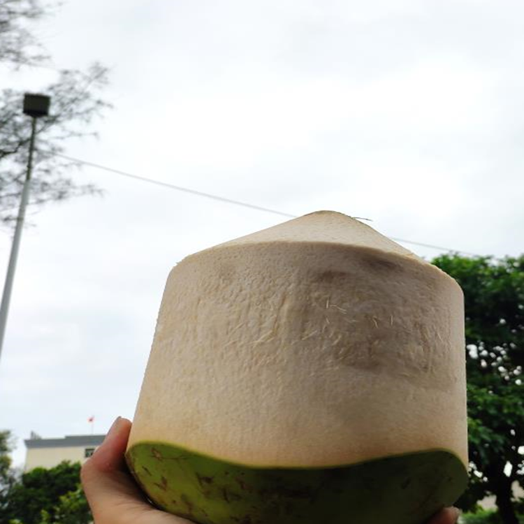 Coconut Scraper Machine - Electric 220V Stainless Steel Grinder