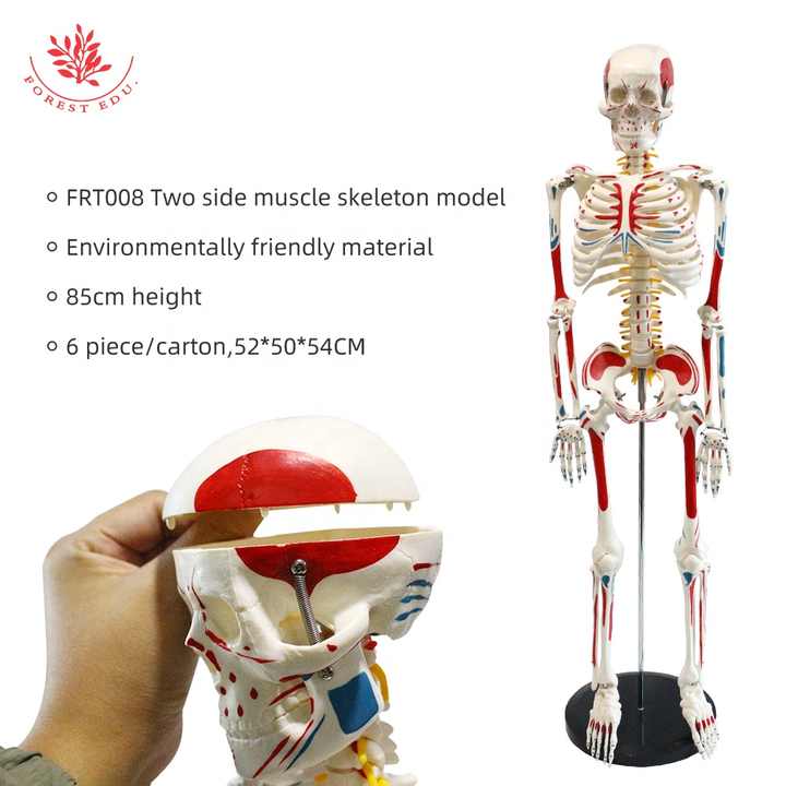 Medical Science Human Skeleton Model FRT008 for Study