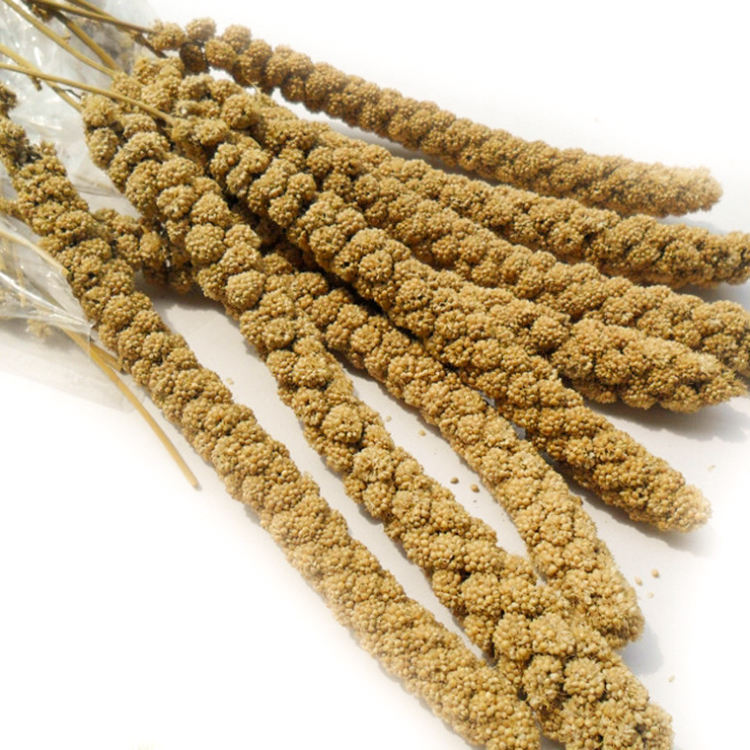 How to Choose the Best Spray Millet for Your Needs: A Complete Buying Guide