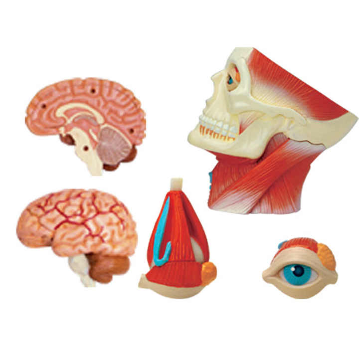 4D Human Cranial Nerve Anatomy Model for Medical Teaching