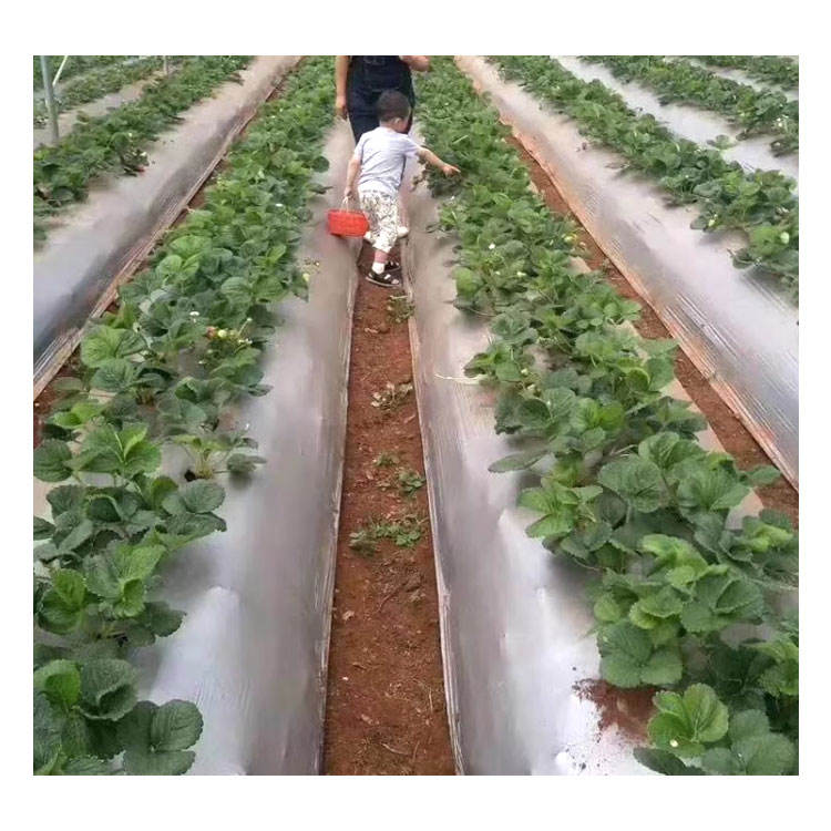Wholesale High Quality Biodegradable Agricultural Plastic Mulch Film ...
