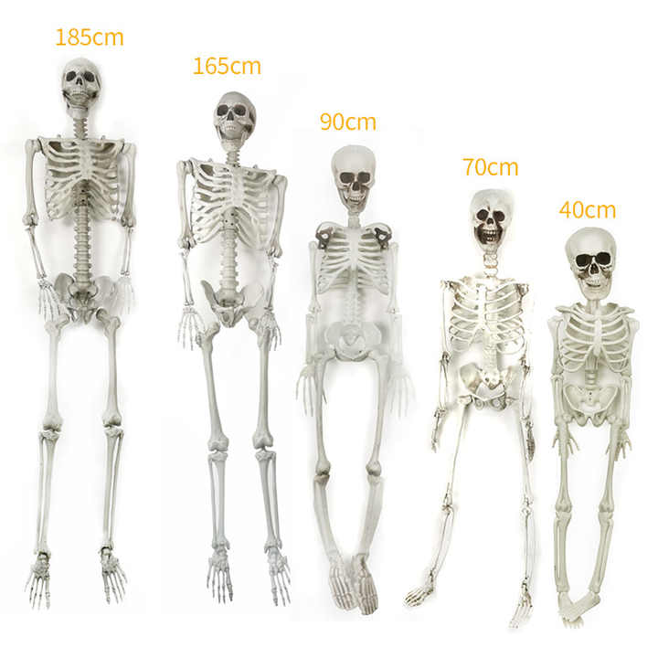 Halloween Skeleton - Life Size Prop with Posable Limbs
