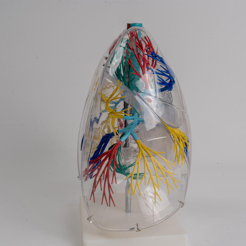 Anatomical Simulator Human Lung Model - Transparent & Realistic