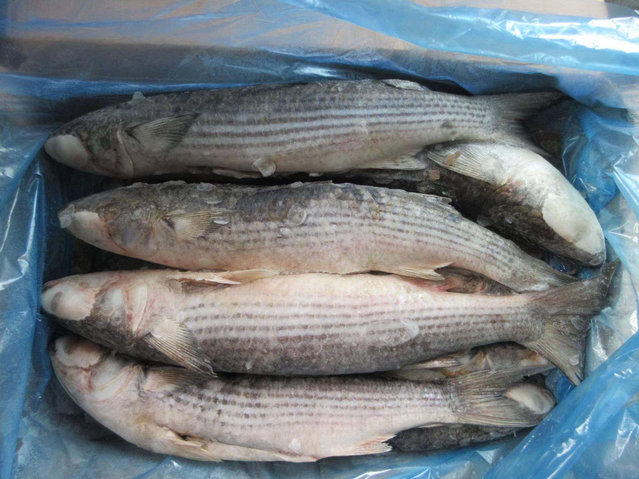 Wholesale Fresh Mullet Affordable Wholesale Prices | Alibaba.com
