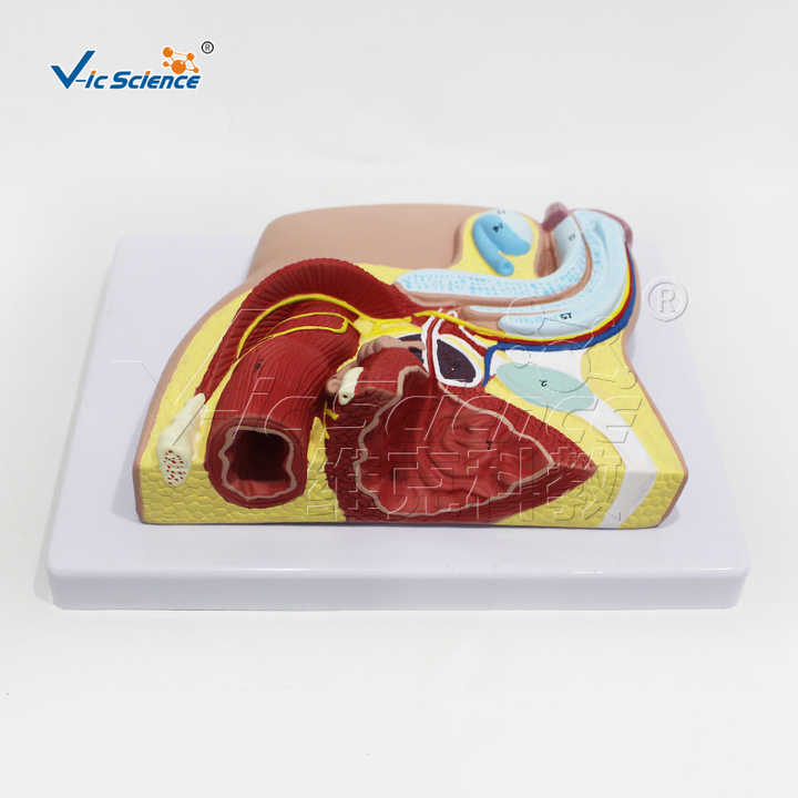 Male Pelvis Section Anatomy Model Male Anatomical Model Male Genital ...