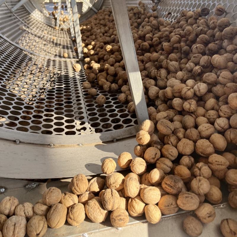 Wholesale In-Shell Walnuts and Walnut Kernels Fresh Food Use ...