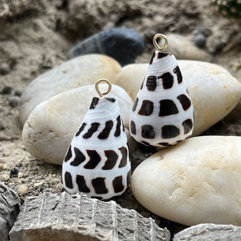 Hawaii Natural Hebrew Cone Seashells Conus Ebraeus Stainless Steel ...