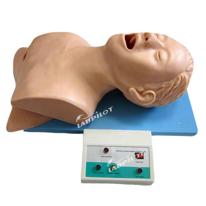 Endotracheal Intubation Training Manikin - Airway Simulator