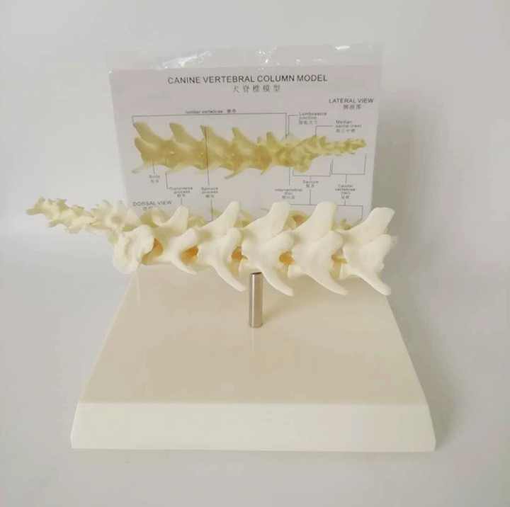 Kyrenmed Dog Lumbar Vertebrae Model - Life Size Spine