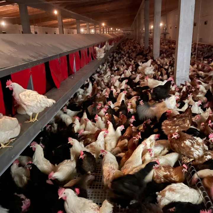 Automatic Egg Laying Nest Box for Layer Chicken House