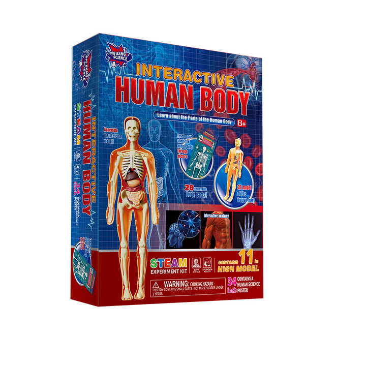 28 Piece Interactive Anatomy Human Body Model Science Kit for Kids ...