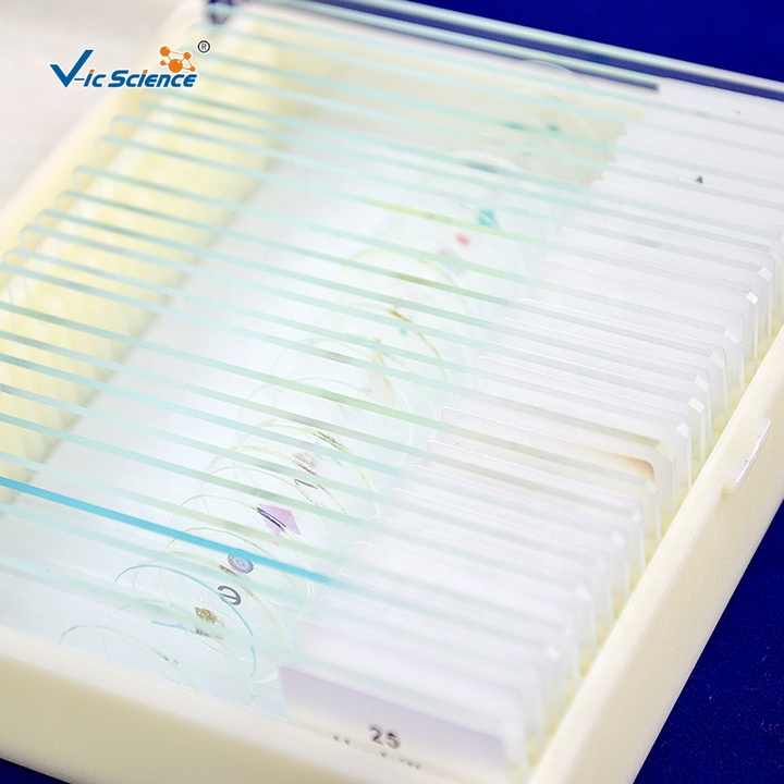 25-Kinds Insect Slides Educational Microtome Specimen Biological ...