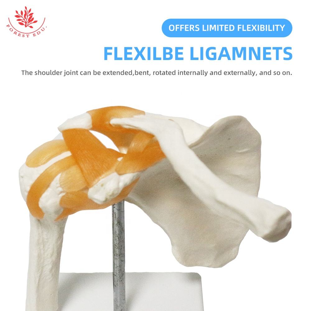 Empower Learning with Cutting-Edge shoulder anatomi model joint Resources