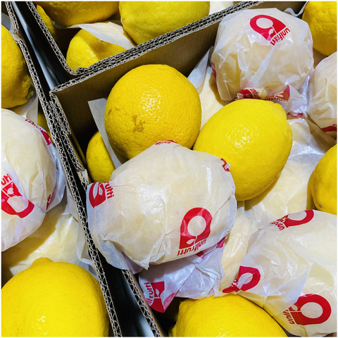 Shop High Quality Fresh Lemons from Reliable Chinese Suppliers