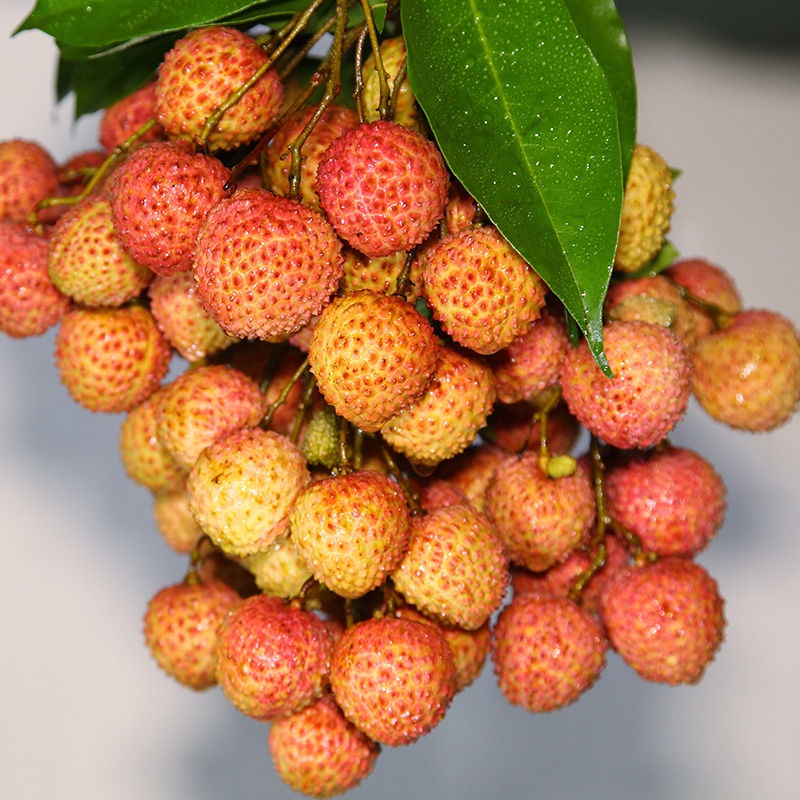 Premium Quality and Diverse Selection of lychee china price for Global ...
